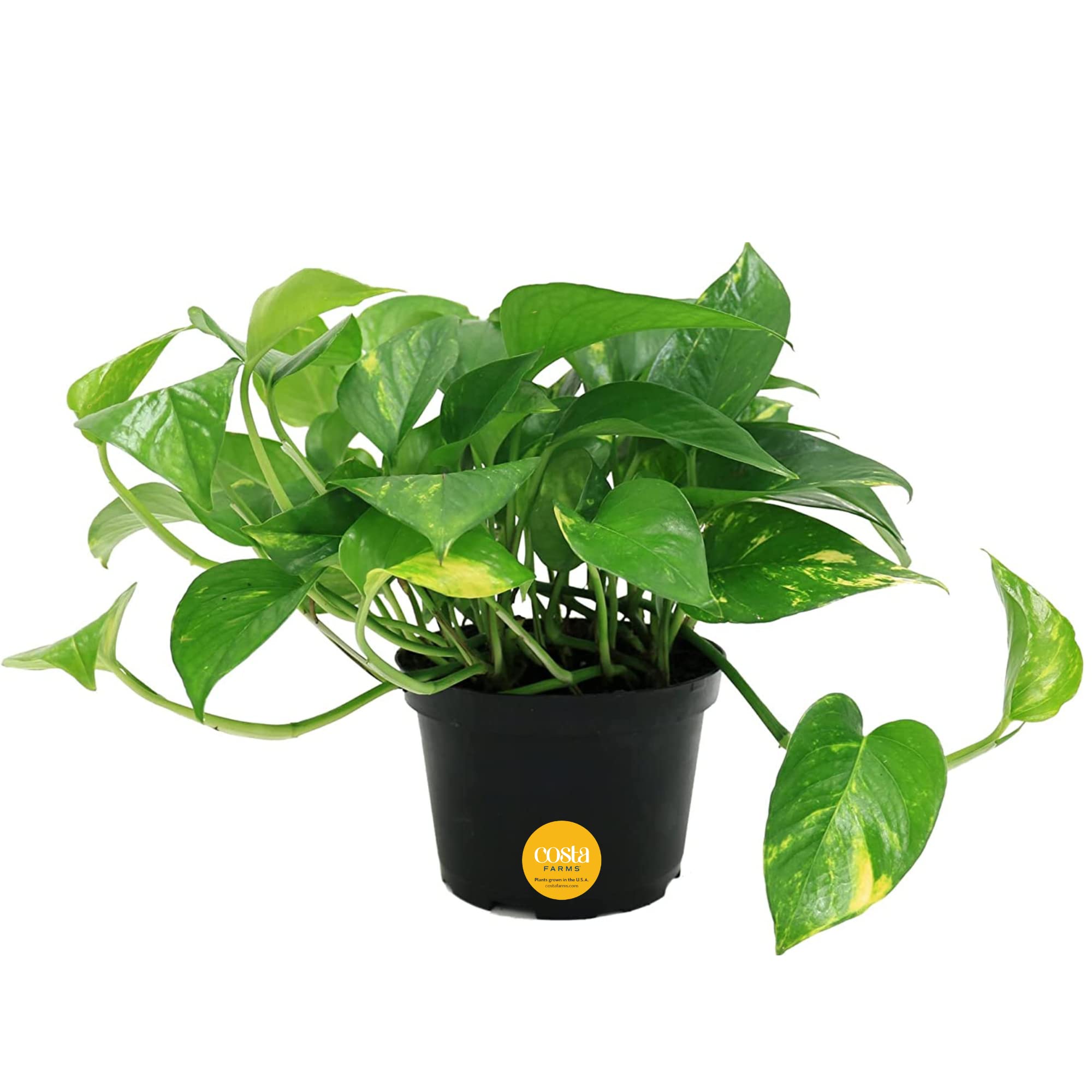 POTHOS - Chibi-Aquarium