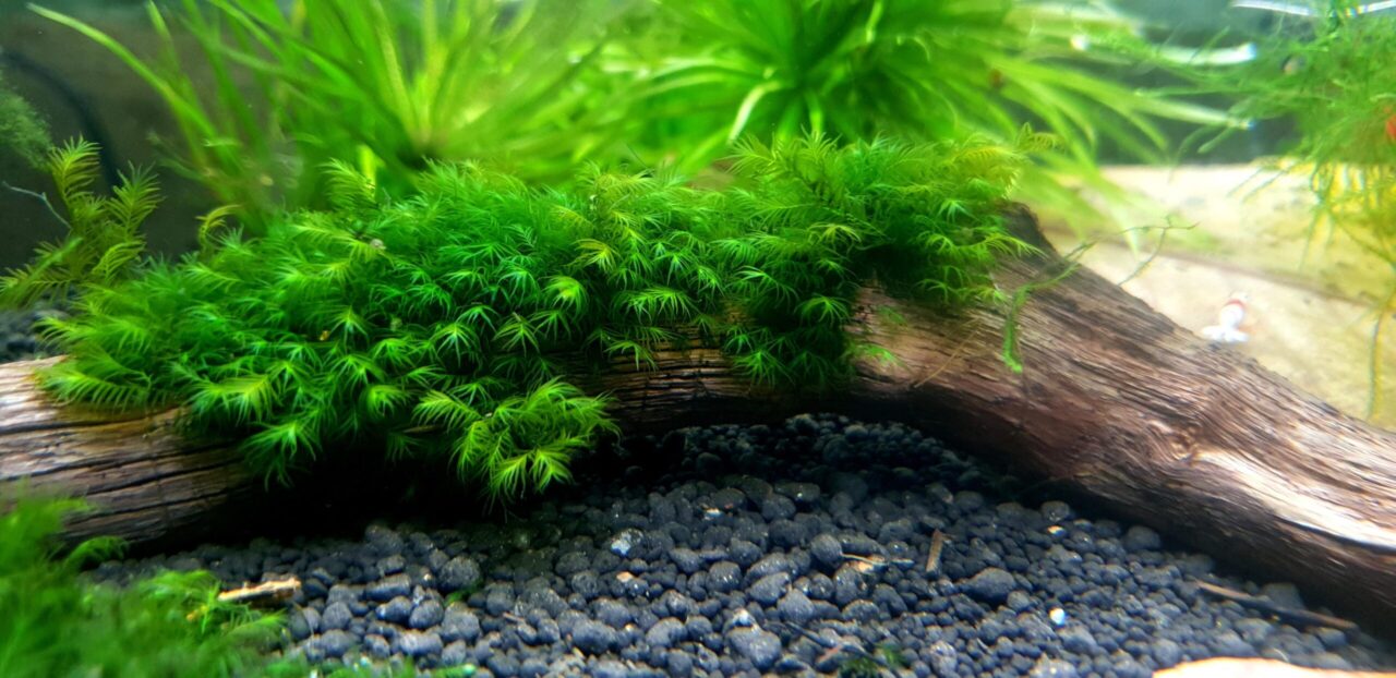 FISSIDENS MOSS - Chibi-Aquarium