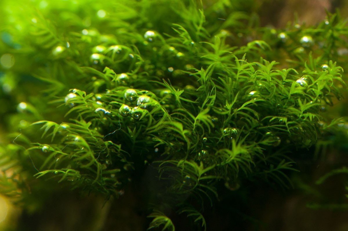 FISSIDENS MOSS - Chibi-Aquarium