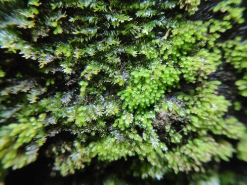 FISSIDENS MOSS - Chibi-Aquarium