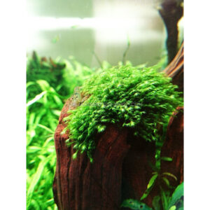 FISSIDENS MOSS - Chibi-Aquarium
