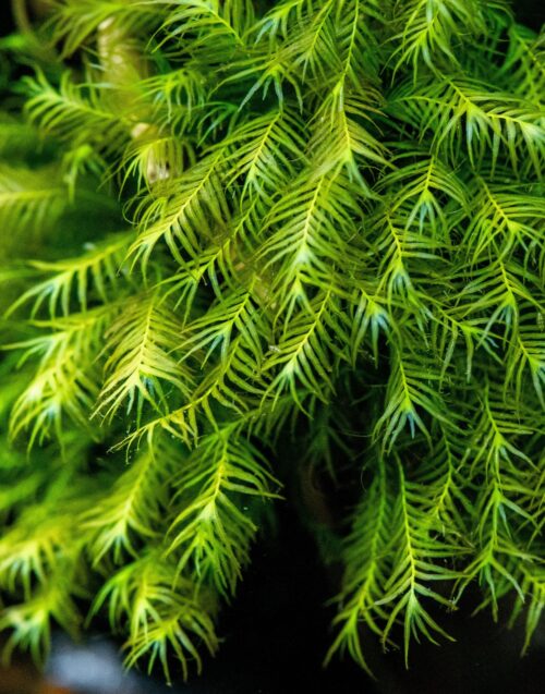 FISSIDENS MOSS - Chibi-Aquarium