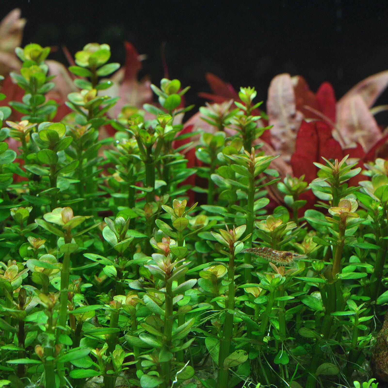 ROTALA INDICA (INDIAN TOOTHCUP) - Chibi-Aquarium