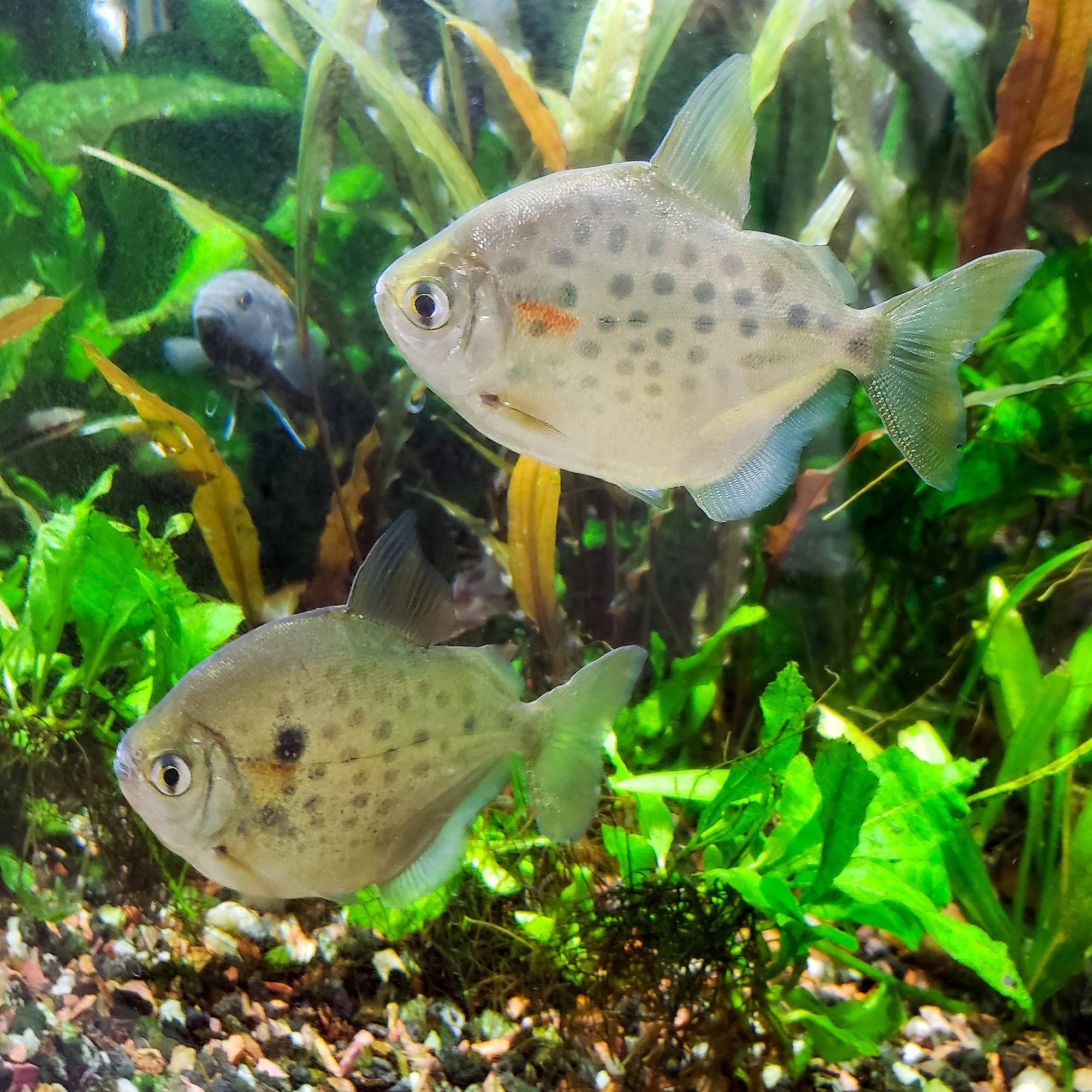 SILVER DOLLAR - Chibi-Aquarium
