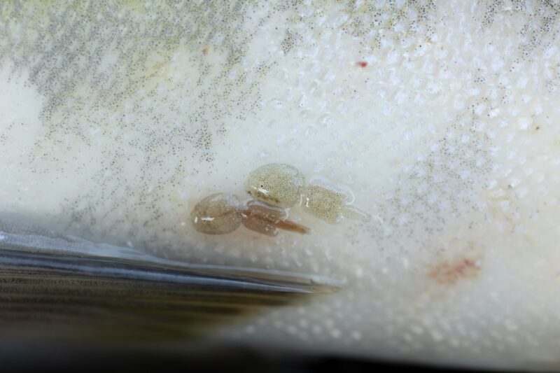 How To Identify And Treat Aquarium Fish Lice - Chibi-Aquarium